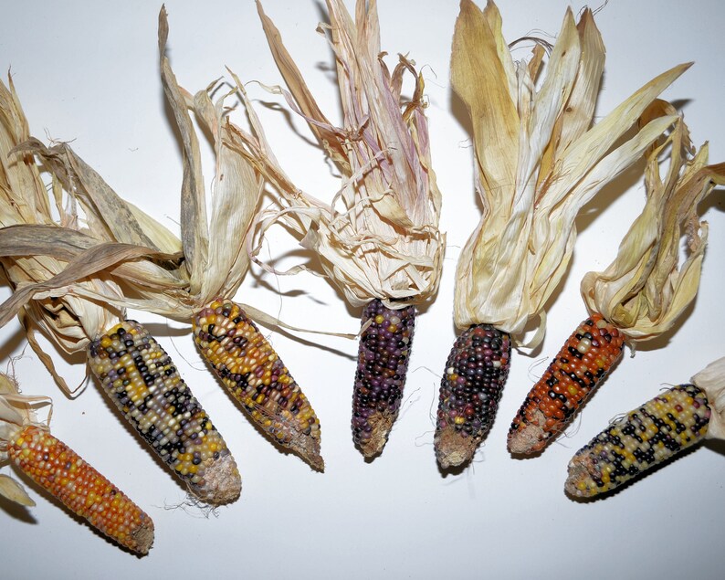 Mini Indian Corn Seconds 25 Pieces 3 Inches to 5 Inches - Etsy