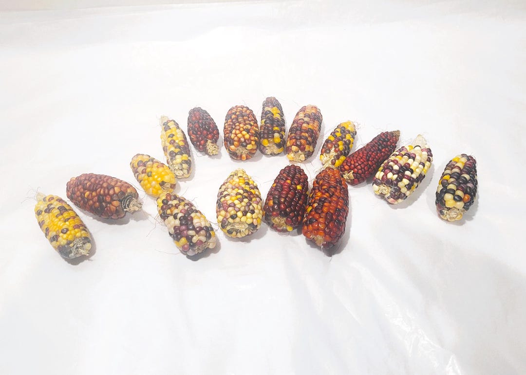 20 or 45 Pieces Mini Indian Corn, No Husks, 1 Inches to 3 Inches, Dried ...