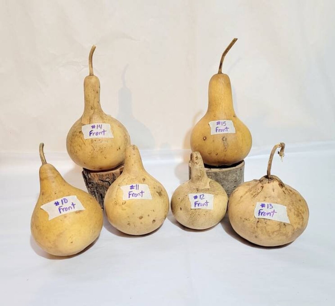 Six 6 Small Kettle Gourds Martin House Gourds - Etsy