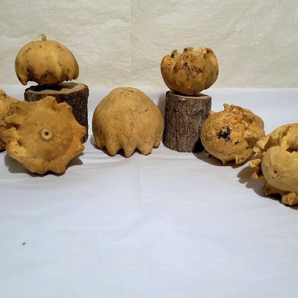 Dried Gourds - Etsy