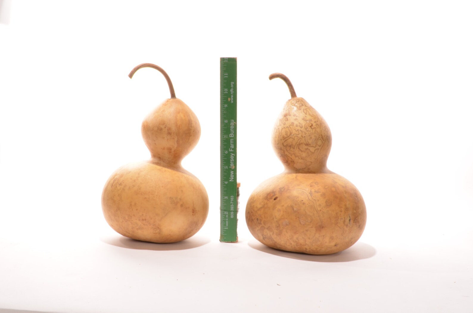 Two 2 Wide Bottle Gourds Natural Gourds Dried Gourds - Etsy