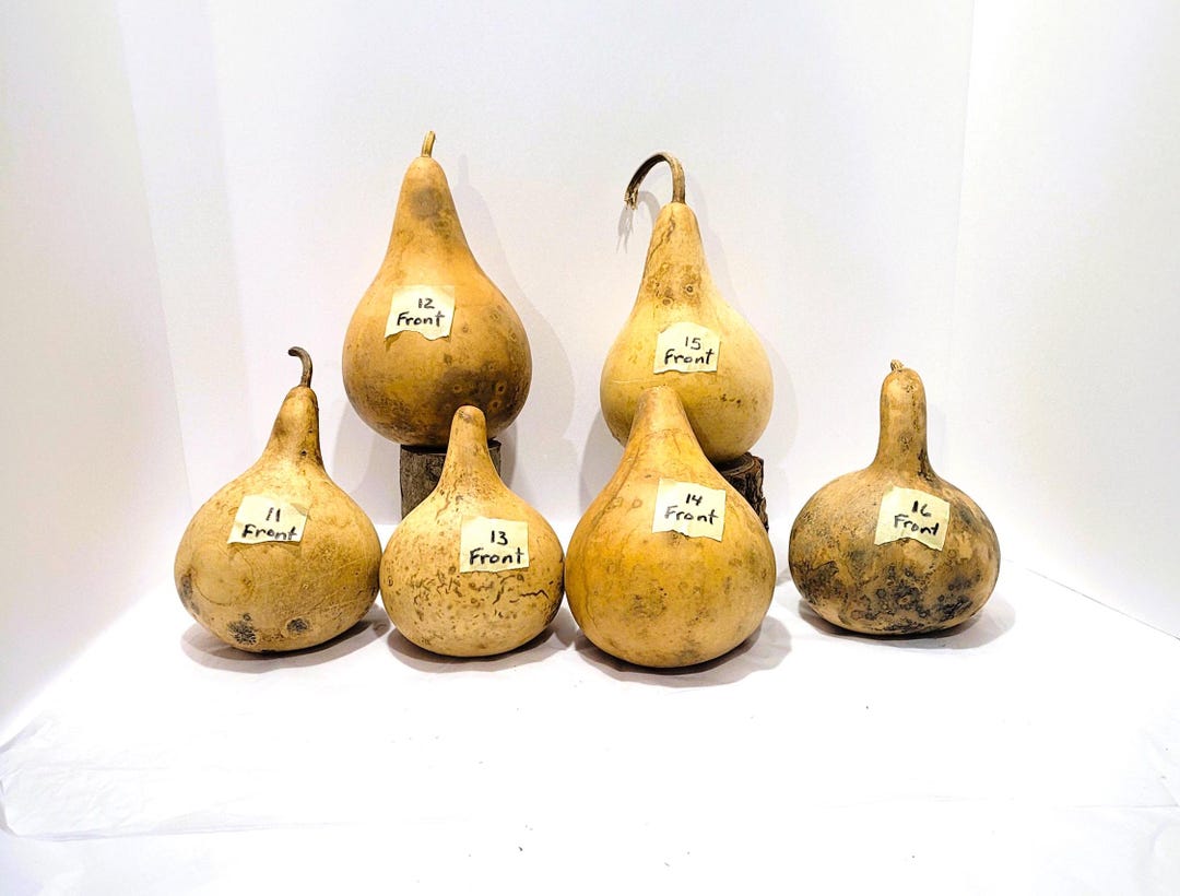 Six (6) Small Kettle Gourds; Martin House Gourds - Etsy