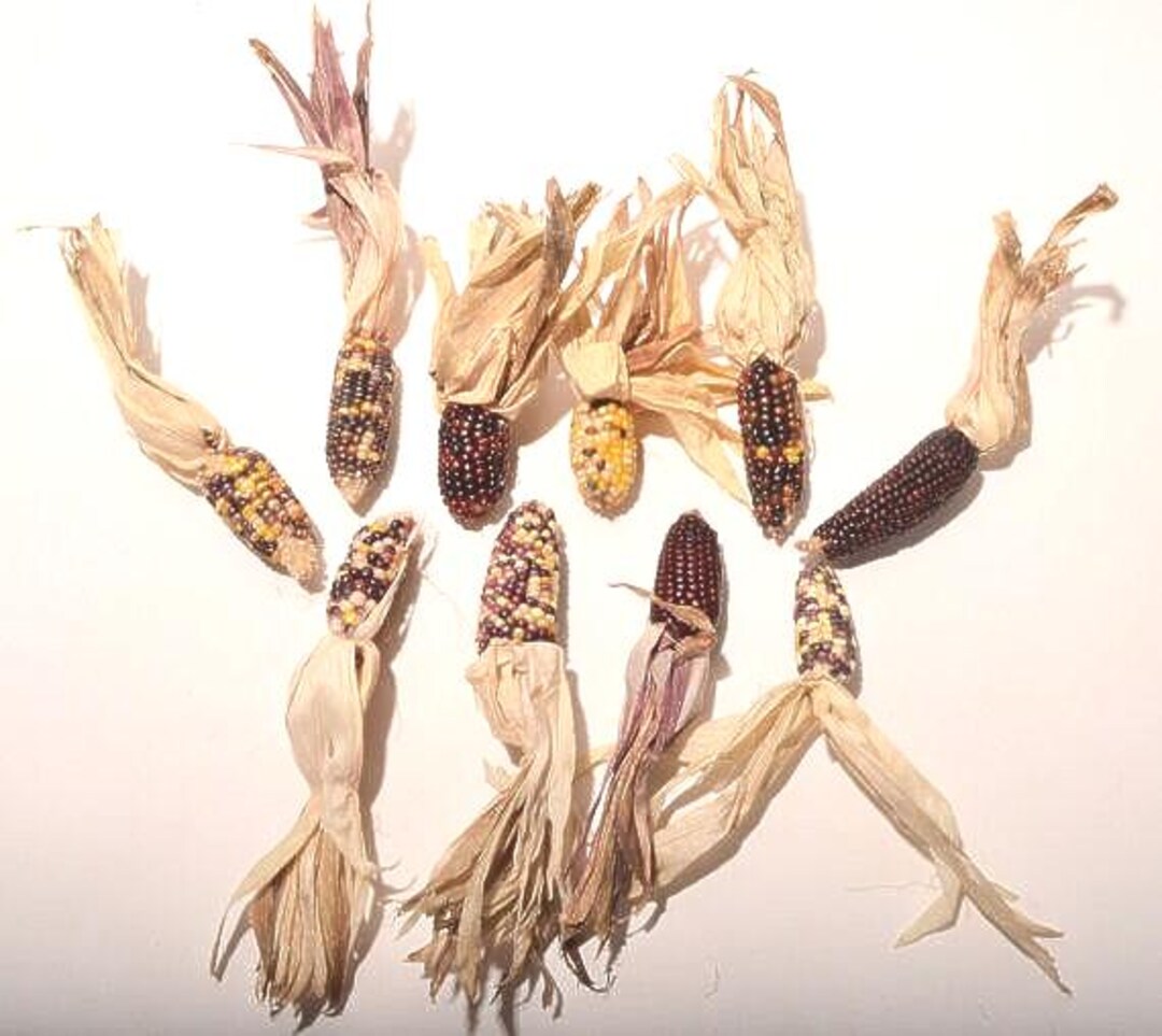 20 Pieces Small Mini Indian Corn, 1-3 Inch Ears - Etsy