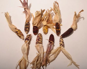 Indian Corn Ears - Etsy