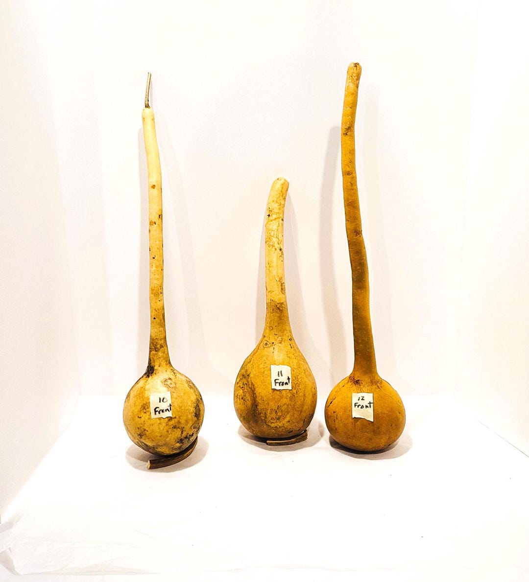 Three (3) Tall Dipper Gourds, Natural Gourds - Etsy