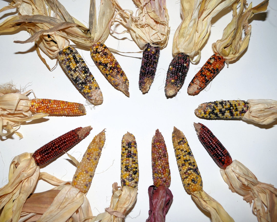Mini Indian Corn Seconds, 25 Pieces, 3 Inches to 5 Inches - Etsy