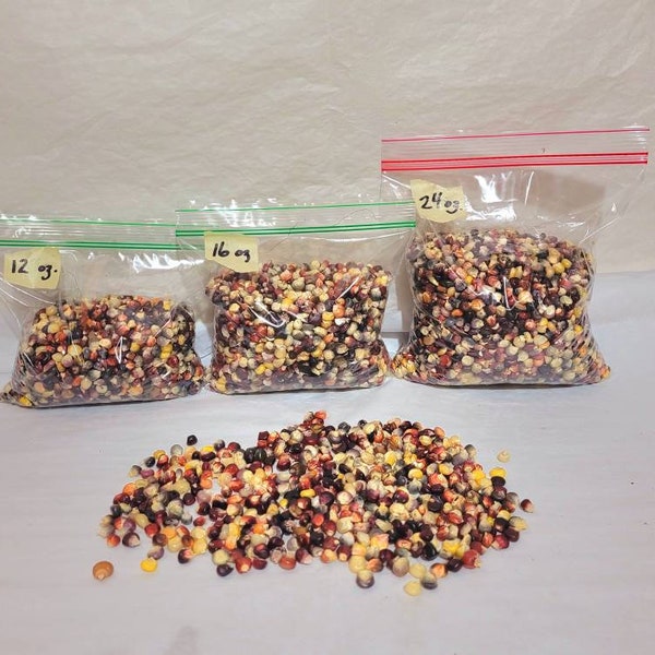 Corn Seeds - Etsy