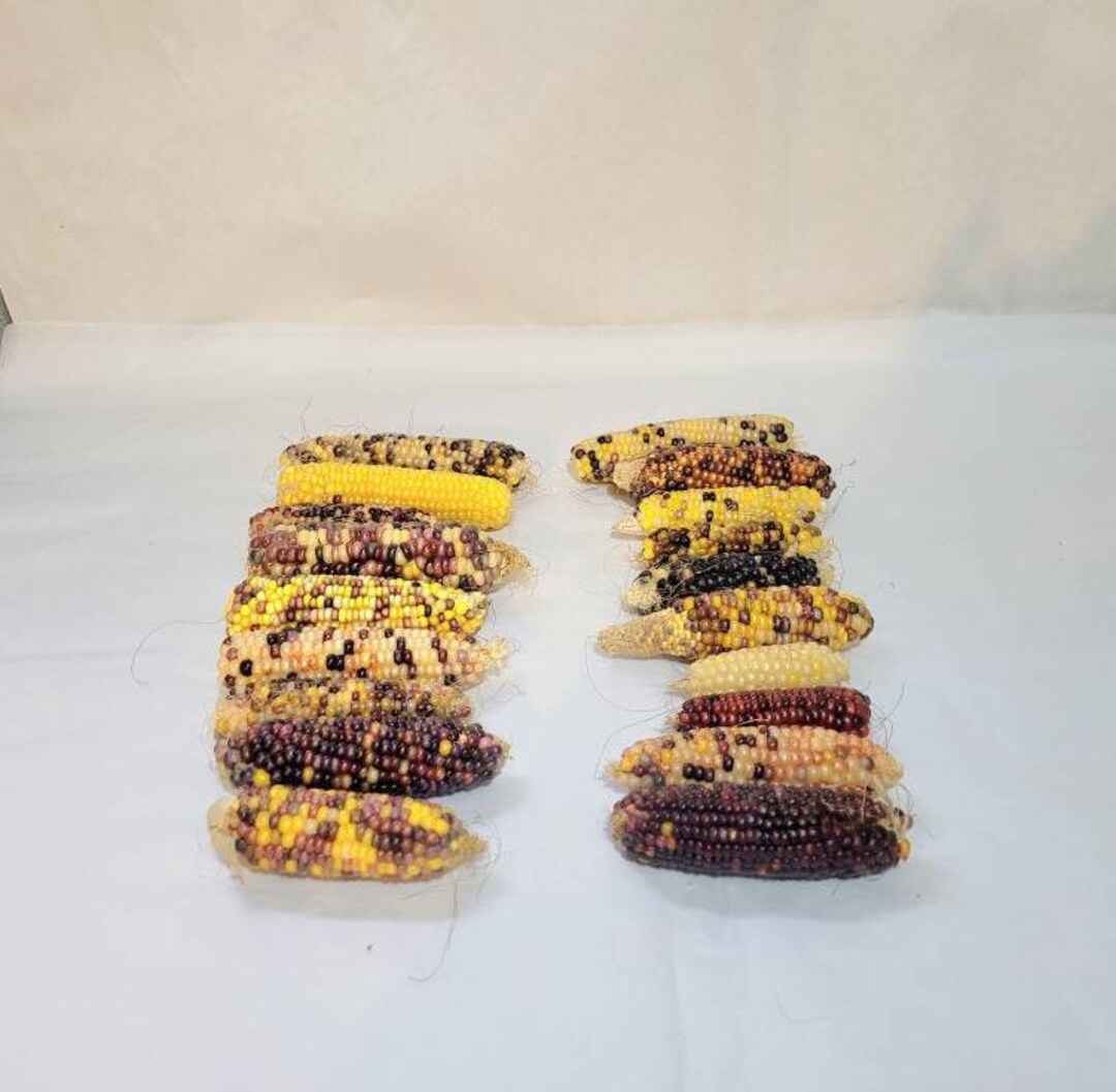 Mini Indian Corn: Dried Colorful Decoration (3-5 Inches) - Etsy