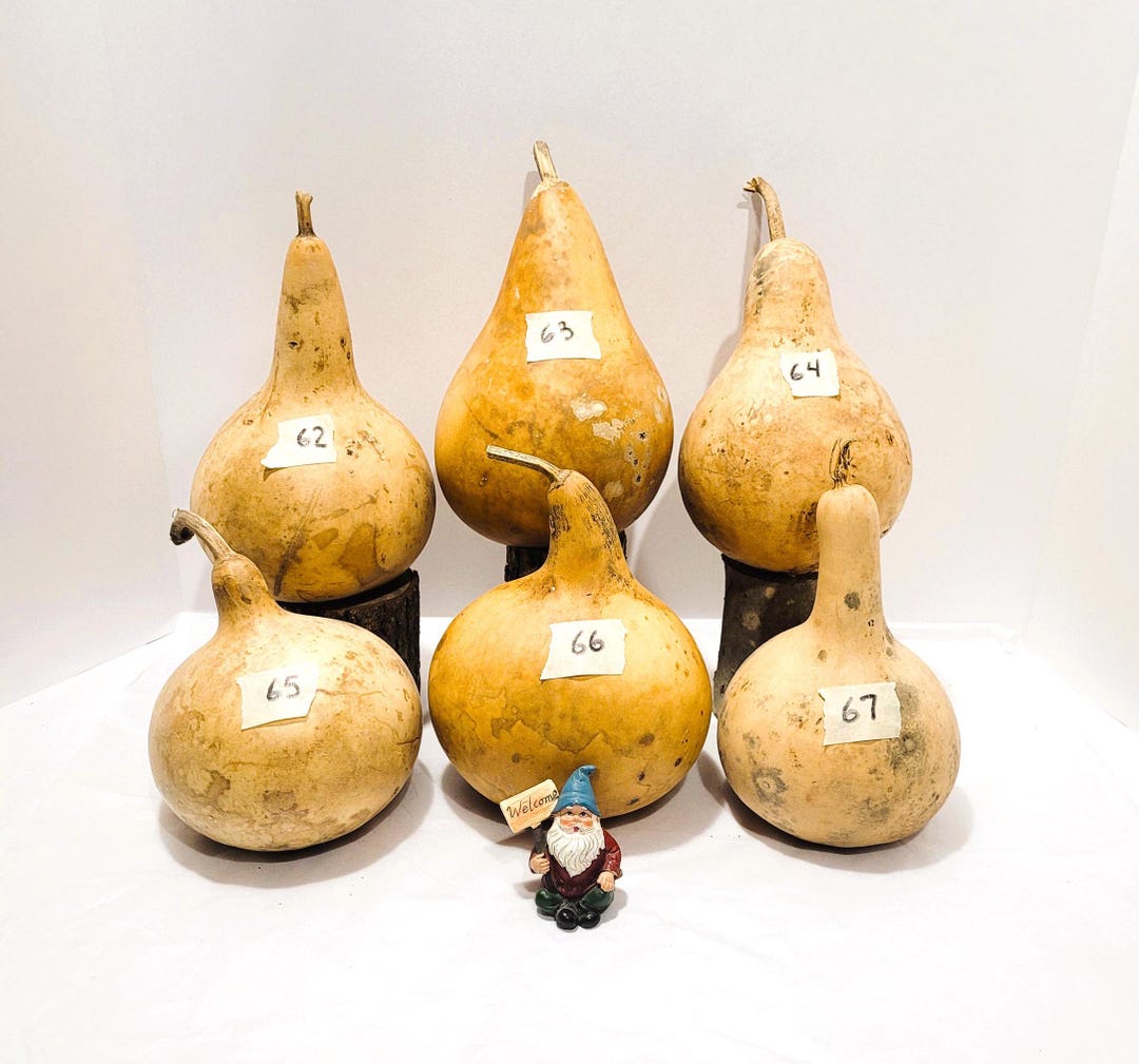 Six (6) Small Kettle Gourds; Martin House Gourds - Etsy