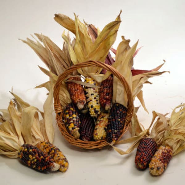 Indian Corn - Etsy