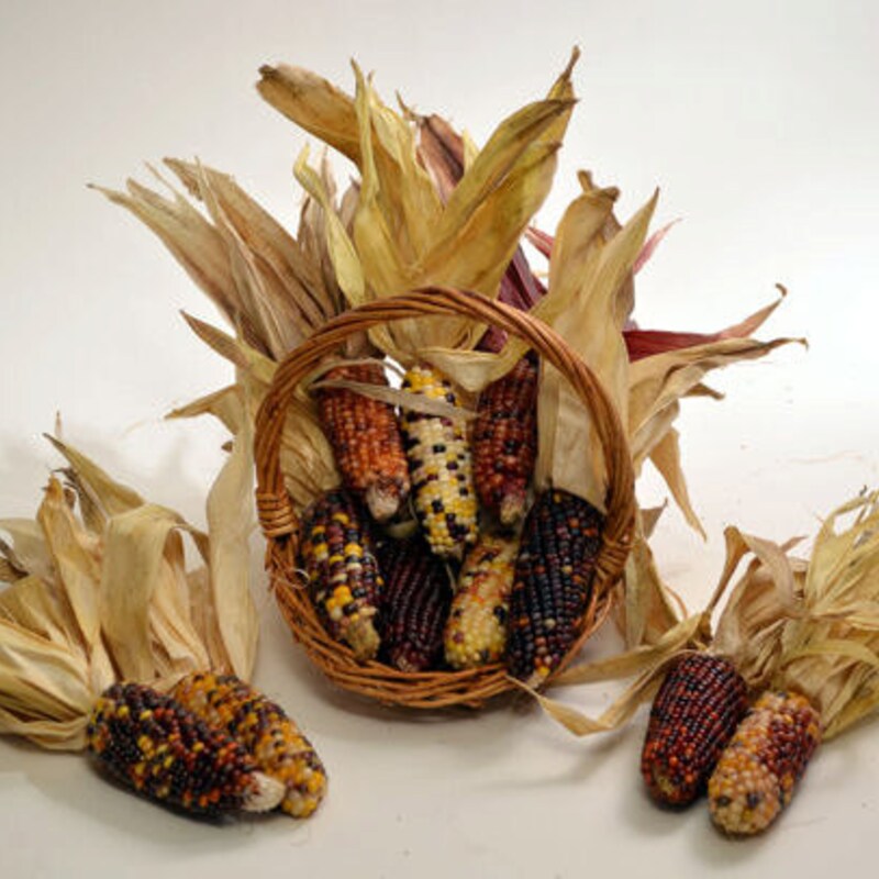 Indian Corn - Etsy