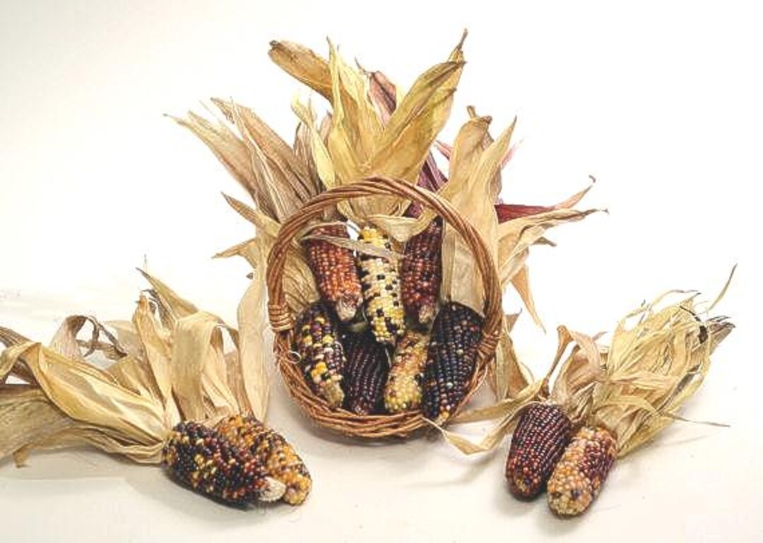 Mini Indian Corn, 6, 12, 25, 40, 50 or 75 Pieces, 3 Inches to 4 Inches ...