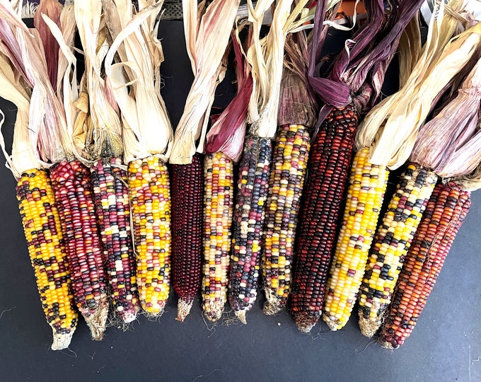 Rare Giant Indian Corn Seeds X50 Easy to Grow Colorful Massive Ears - Etsy