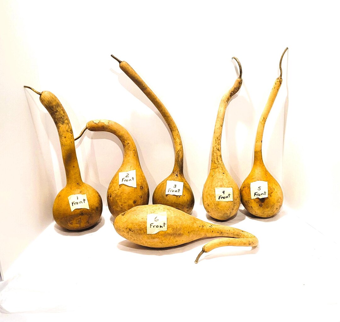 Six (6) Dipper Gourds, Natural Gourds - Etsy