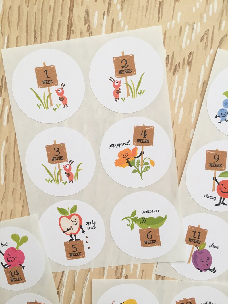 48 Grow Baby Grow Week-by-week Pregnancy Stickers, Baby Bump Week by ...