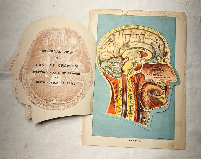 Antique Anatomy Overlay Pages | Choose Head, Eye/ear/leg/arm, Torso ...