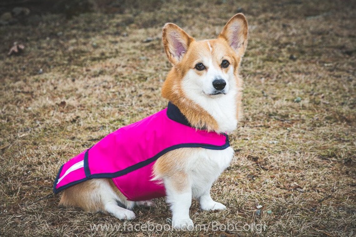 Corgi Rain Jacket - Etsy