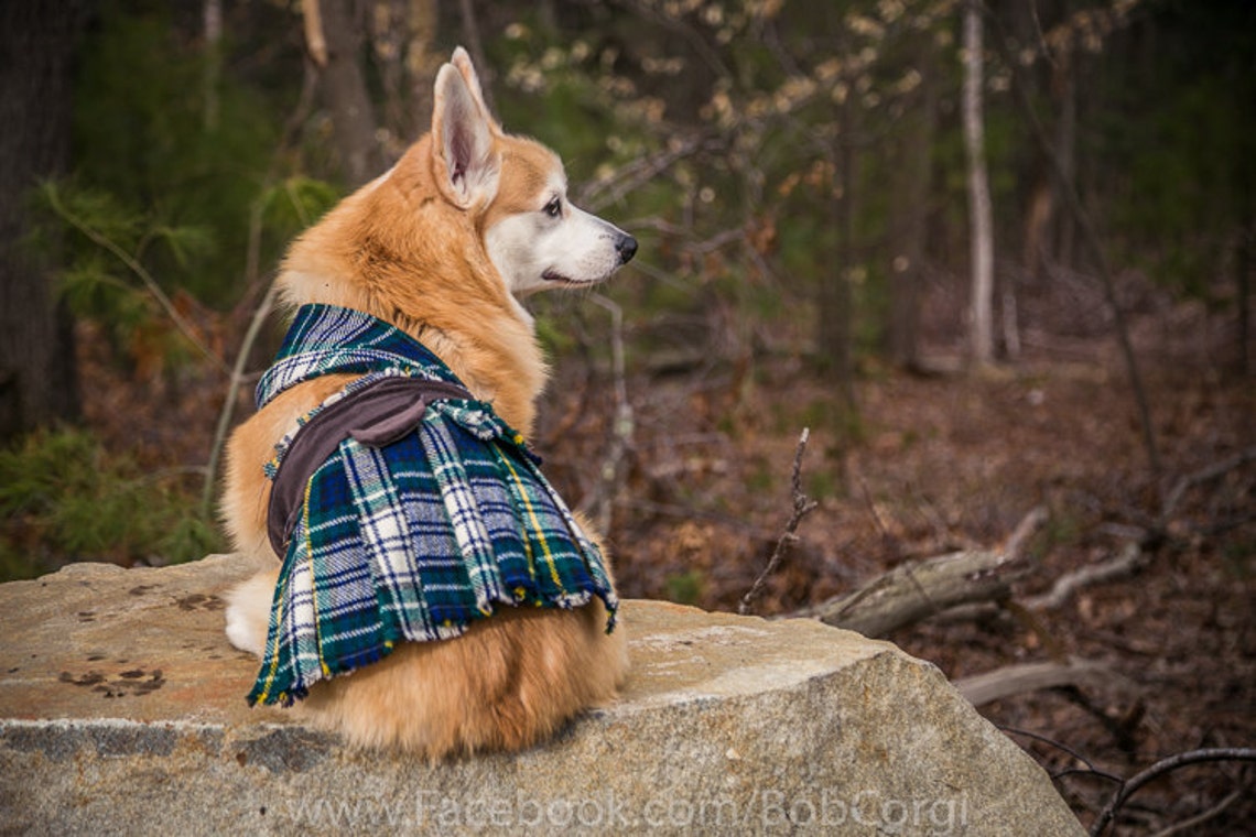 Corgi Kilt - Etsy