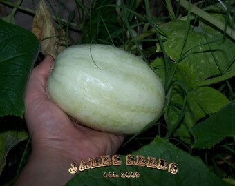 Welcome to Jake's Seeds by jakeseeds on Etsy