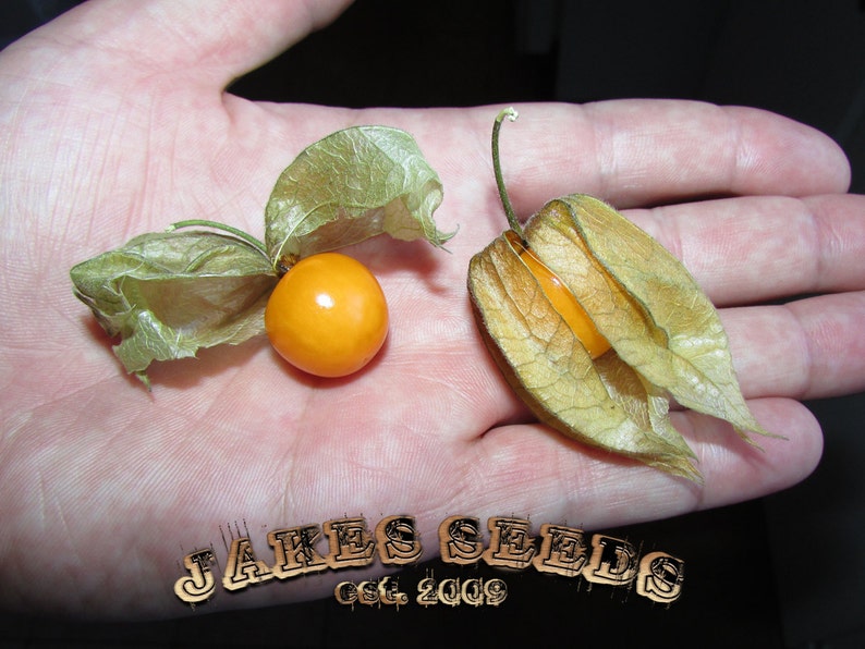 Giant Cape Gooseberry Seeds / Golden Berry / Inca / Physalis /uchuva ...