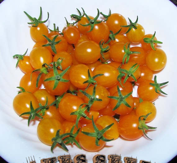 Little Yellow Tomatoes