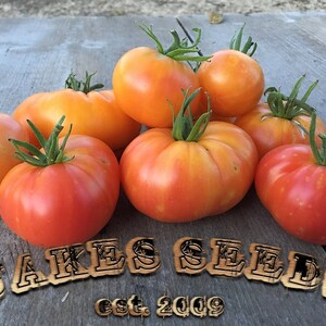 Oaxacan Jewel Tomato Heirloom Tomato Seeds - Etsy