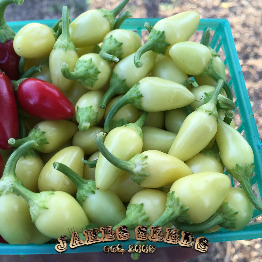 Cascabella Pickling Pepper Seeds - Etsy