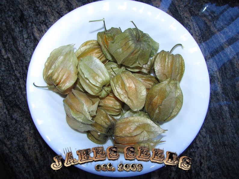 Giant Cape Gooseberry Seeds / Golden Berry / Inca / Physalis /uchuva ...