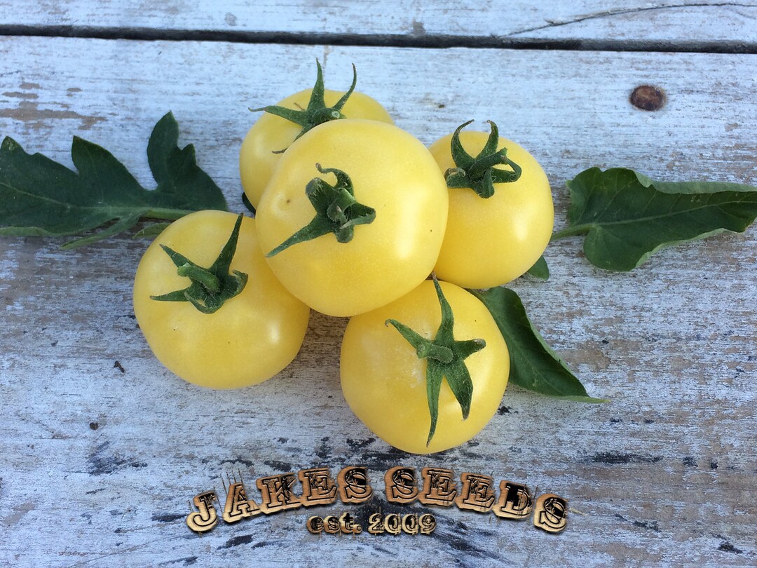 Super Snow White Tomato Seeds - Etsy