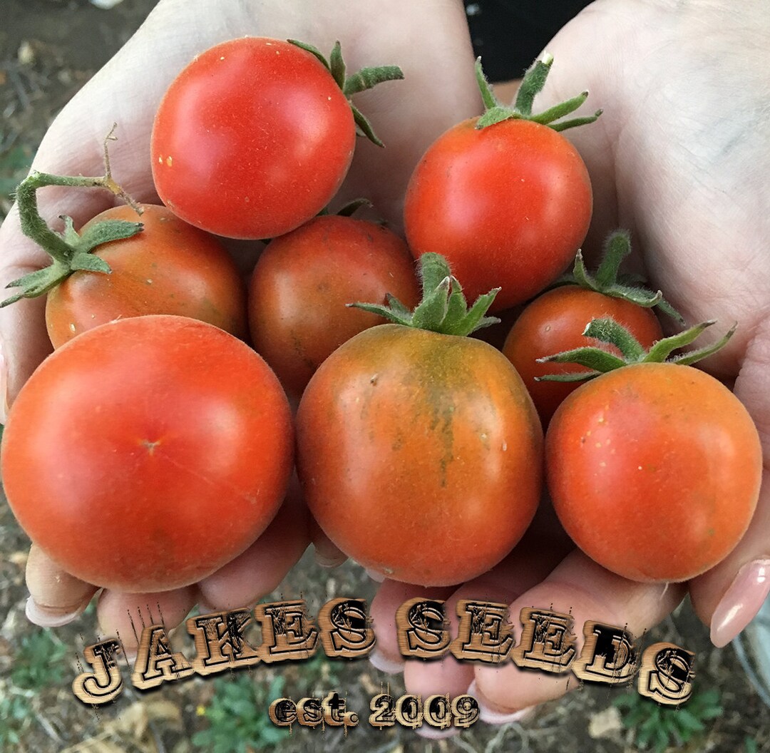 Chinese Velvet Heirloom Tomato Seeds - Etsy