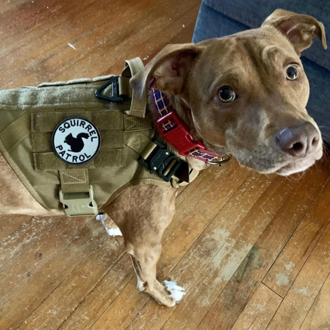 Turtle Patrol Embroidered Patch With Hook and Loop Fastener - Etsy