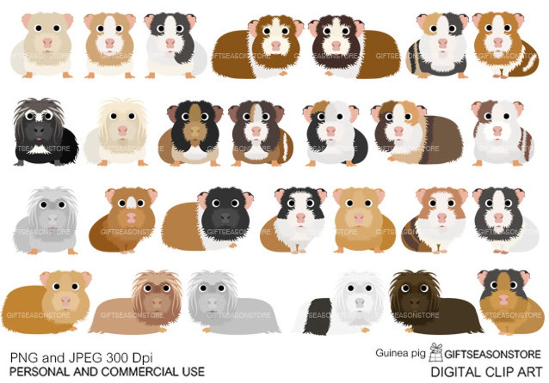 Guinea Pig Clip Art for Personal and Commercial Use - INSTANT DOWNLOAD ...