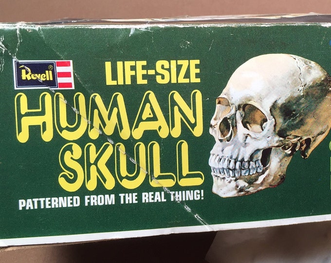 Human Skull Model Kit by Revell 1:1 Scale - Etsy UK