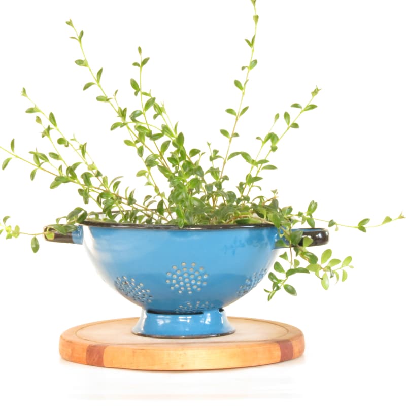 Kitchen Colander - Etsy