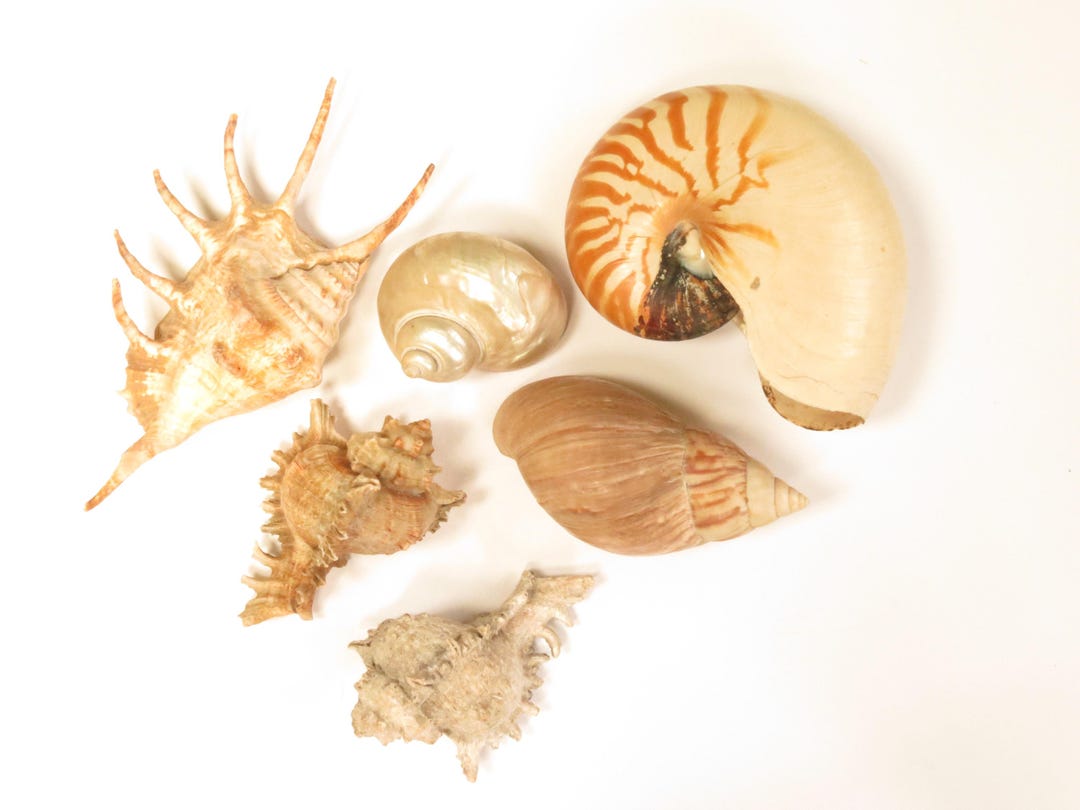Vintage Shell Collection - Vintage Nautilus Conch Mother of Pearl Shell ...