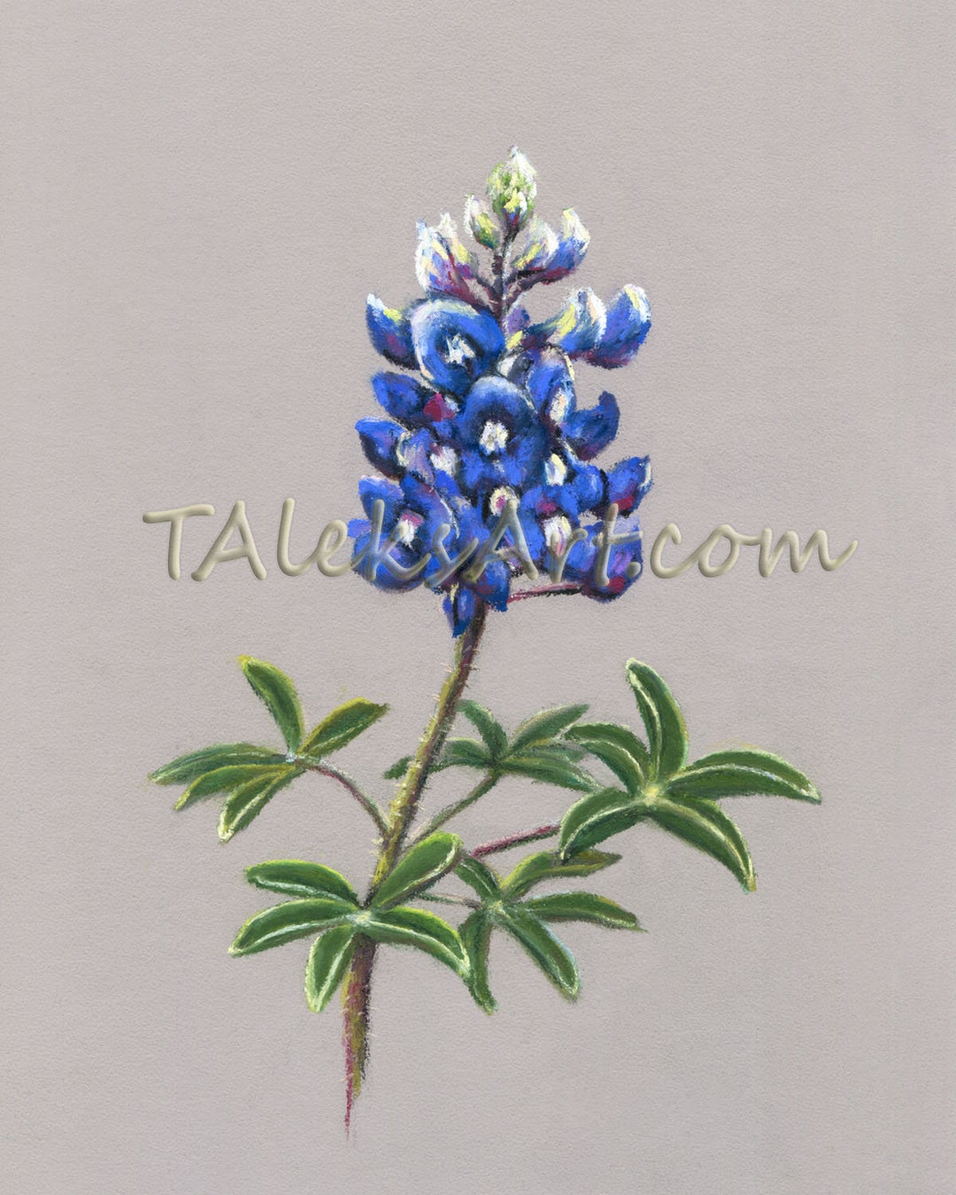 TEXAS BLUEBONNET Botanical Plate 8 X 10 Inch Giclee Art Print of ...