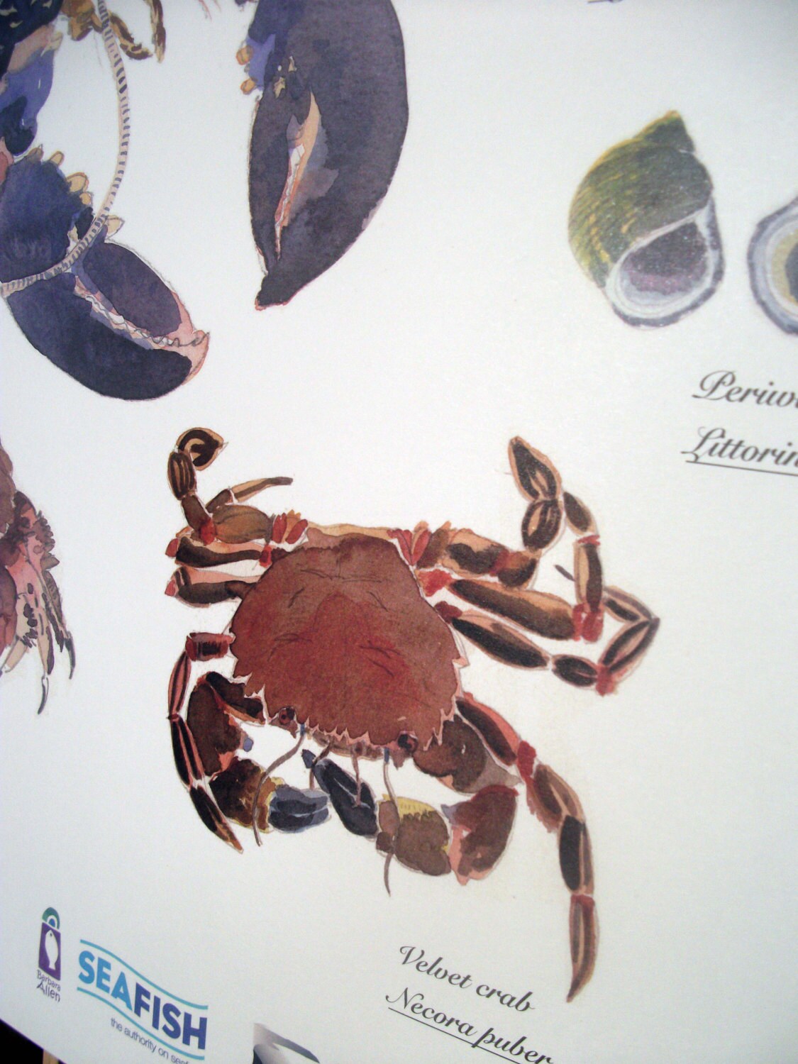 Shellfish Identification Poster Measuring 60x40cm With English - Etsy