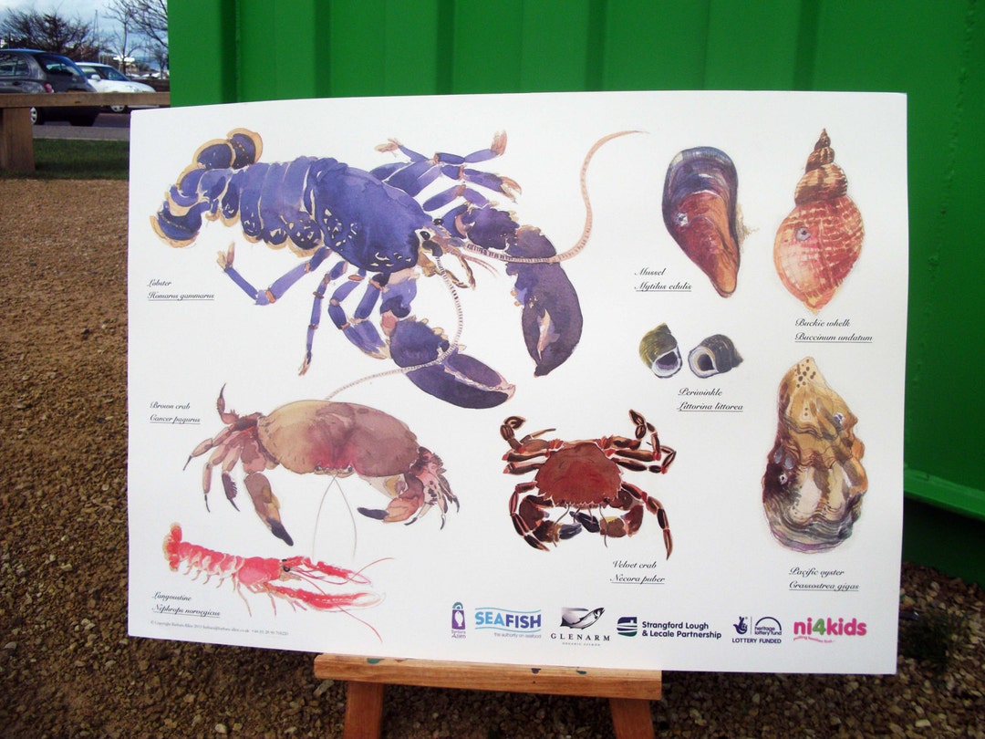 Shellfish Identification Poster Measuring 60x40cm With English - Etsy