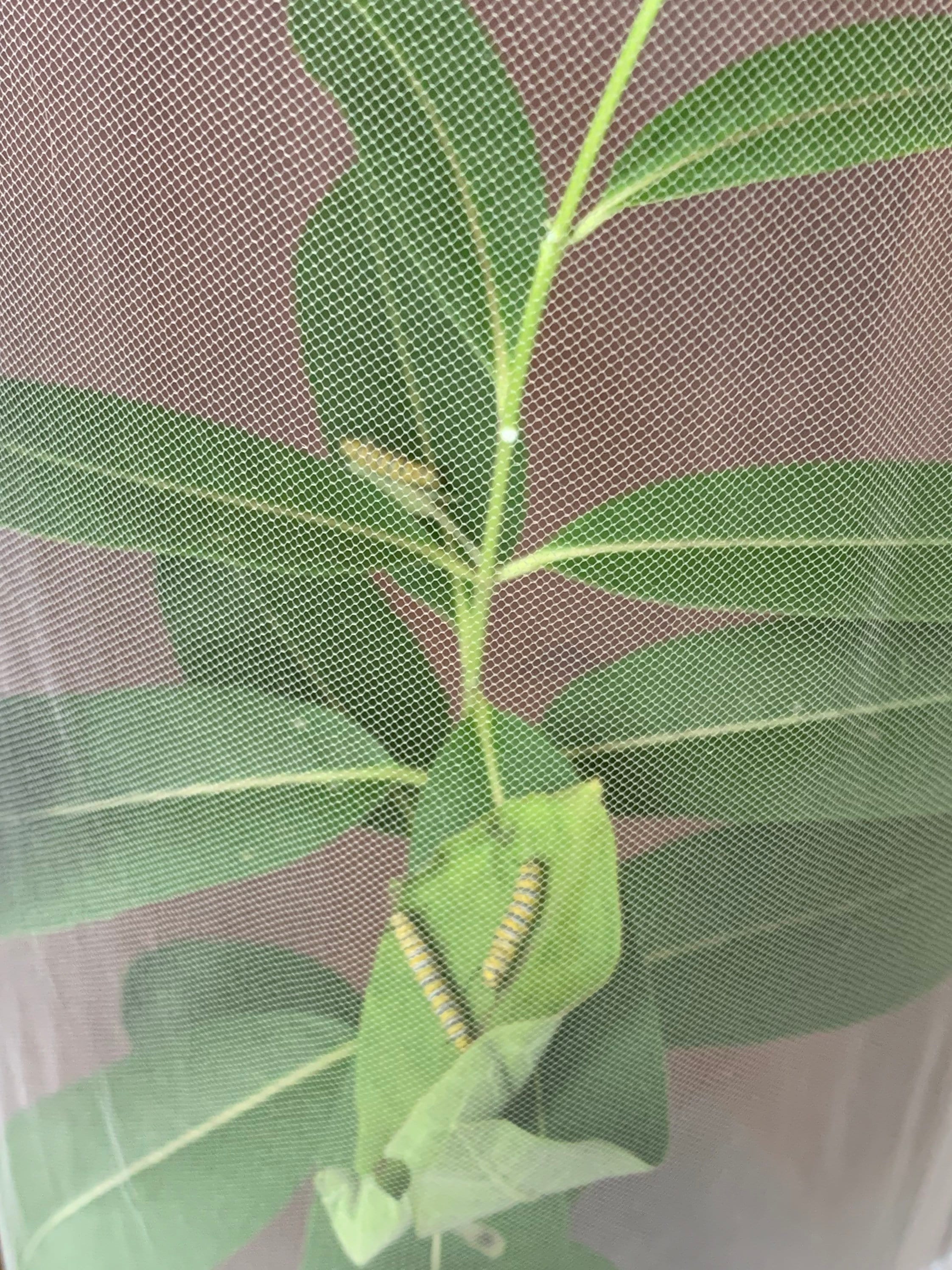 Monarch Butterfly Enclosure - Etsy