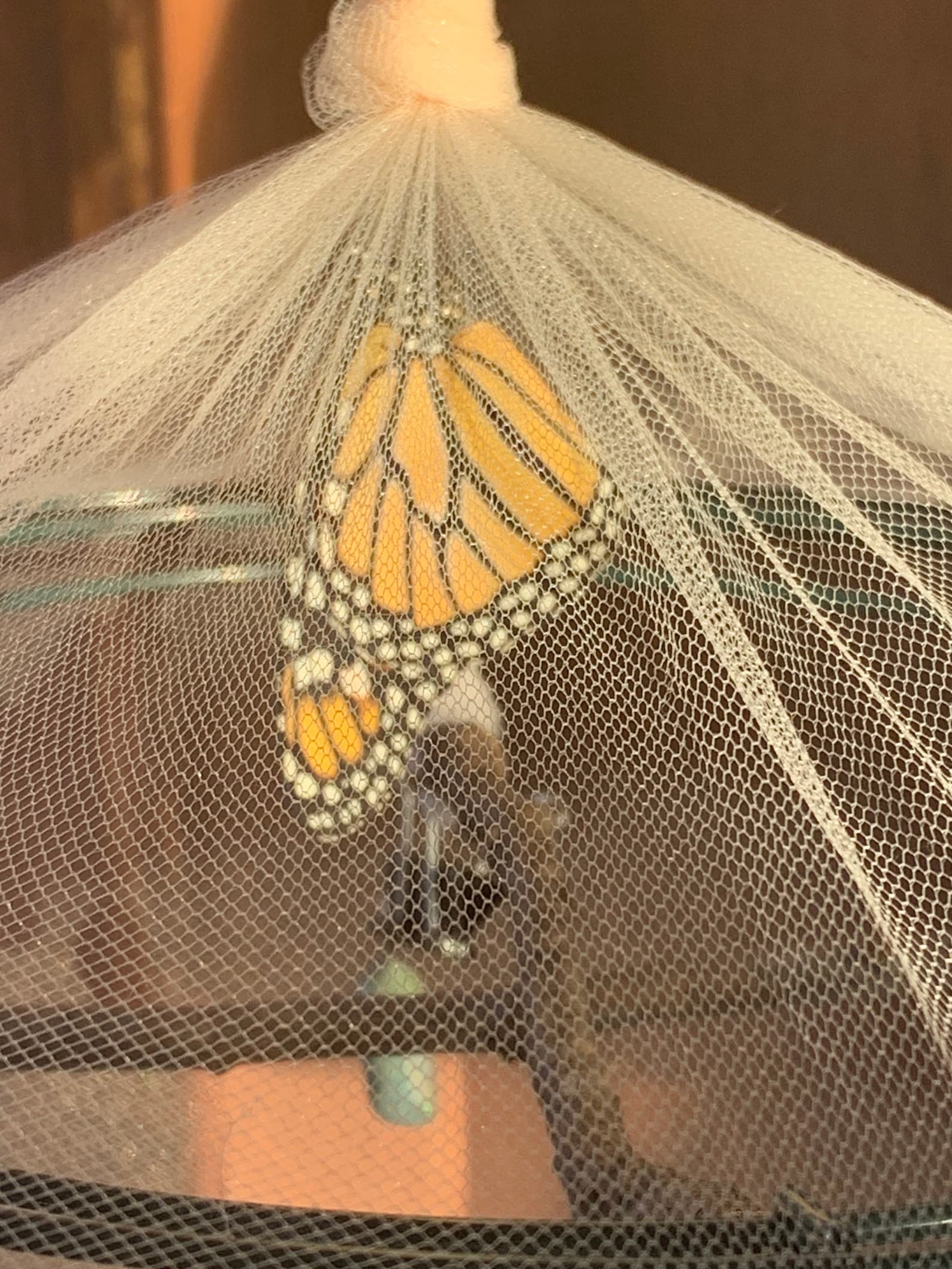 Monarch Butterfly Enclosure - Etsy