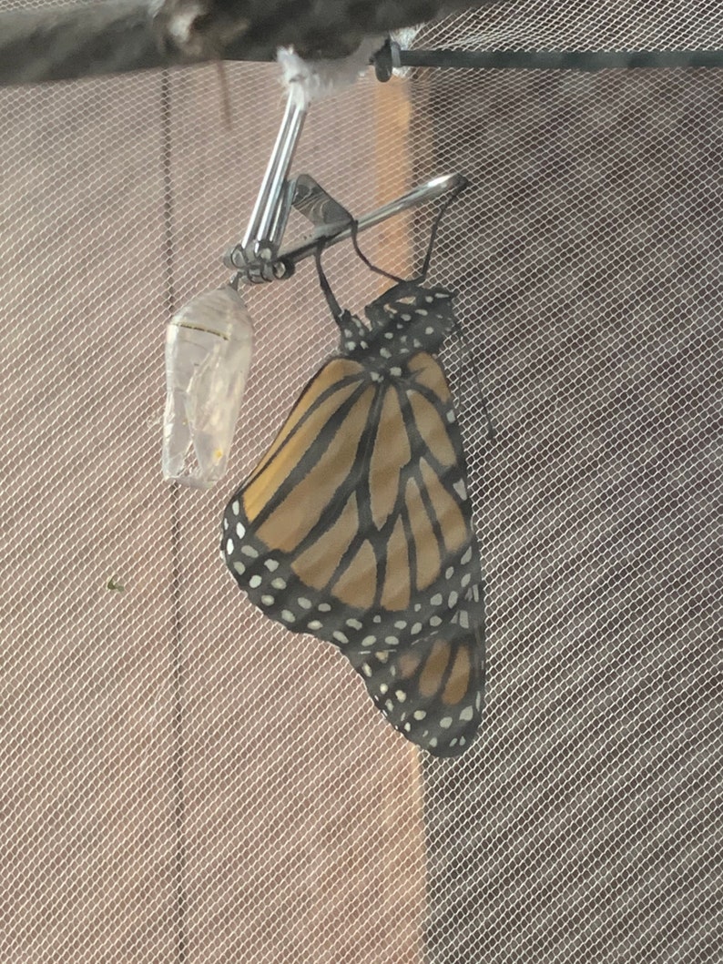 Monarch Butterfly Enclosure - Etsy
