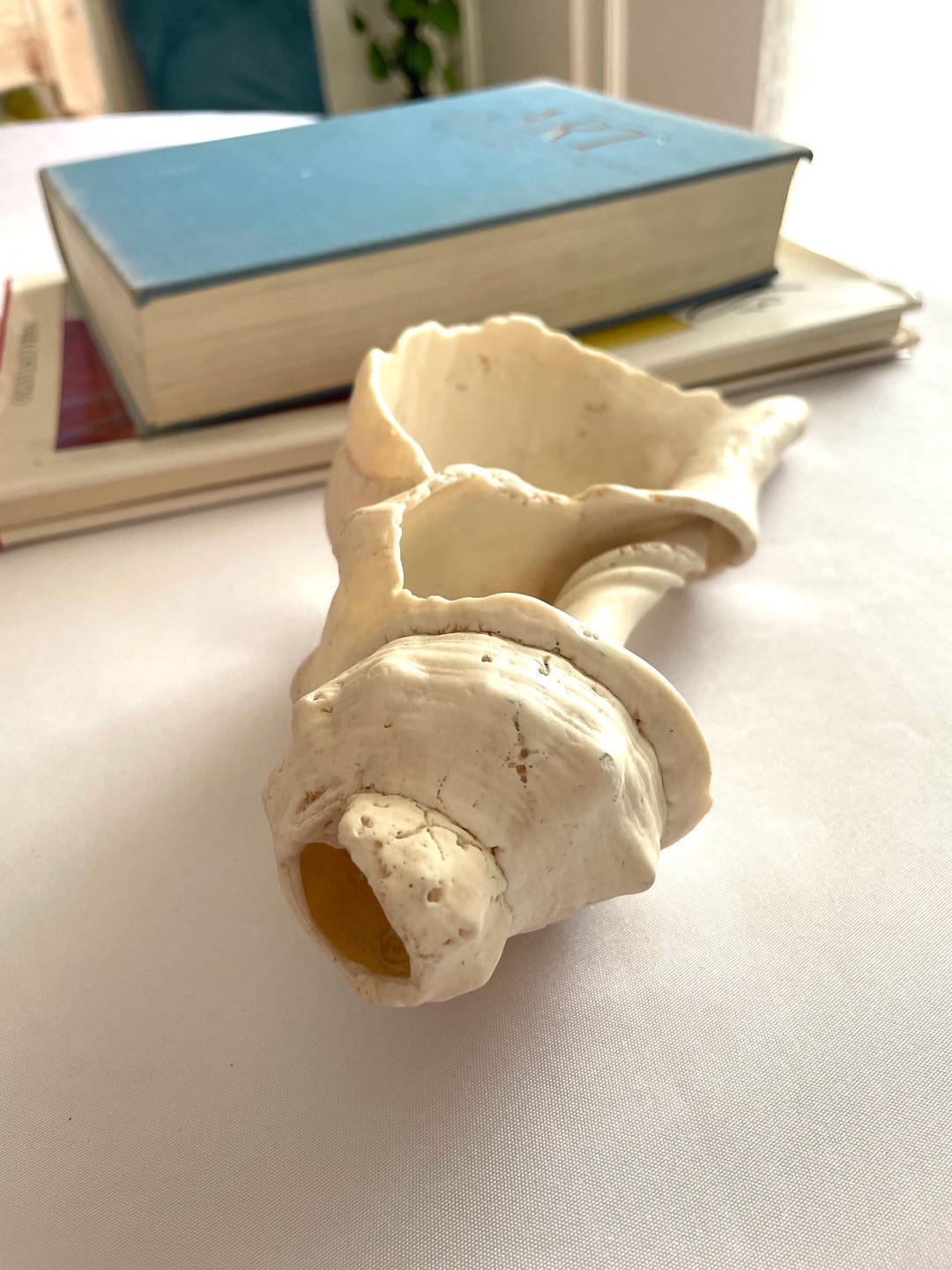 Conk Shell Slice Beach Home Decor Natural White Beige Seashell ...