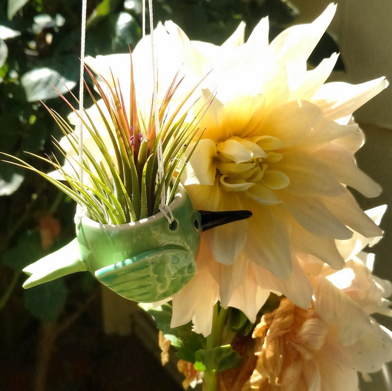 Hanging Hummingbird Air Planter Jewels of the Sky | Etsy