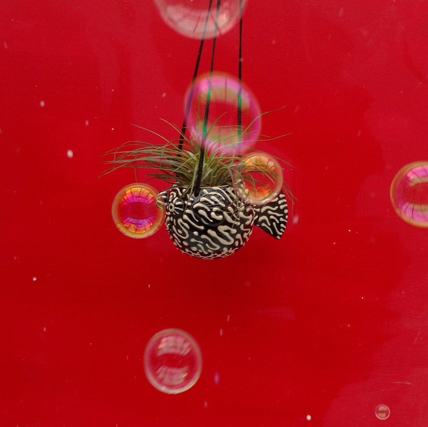 Map Puffer Fish Hanging Planter Small Air Plants Tropical | Etsy