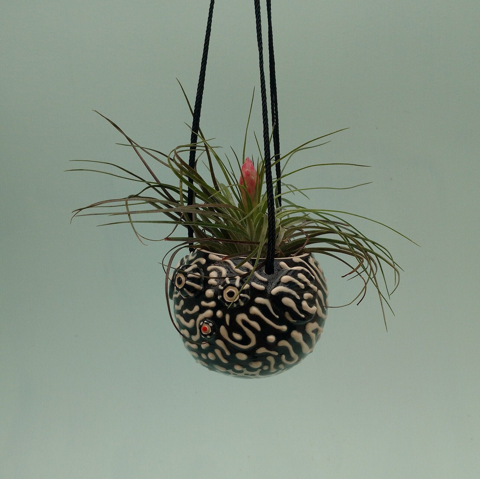 Map Puffer Fish Hanging Planter Small Air Plants Tropical | Etsy