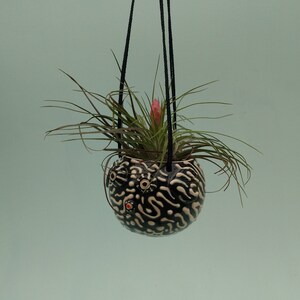 Map Puffer Fish Hanging Planter Small Air Plants Tropical | Etsy