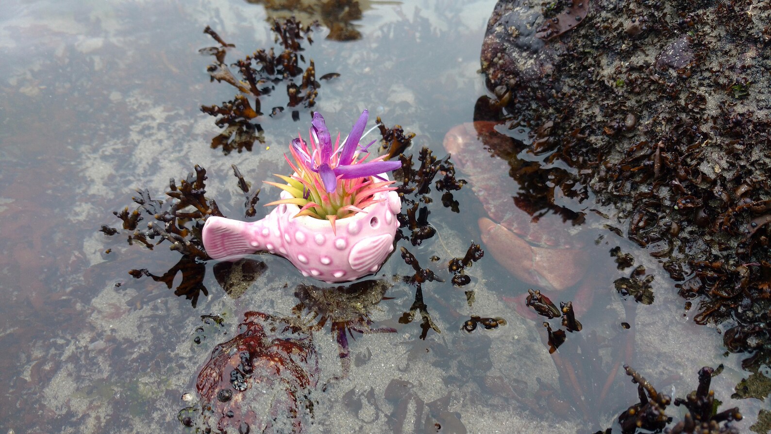 Mini Hanging Puffer Fish Planters Air Plants Succulents | Etsy