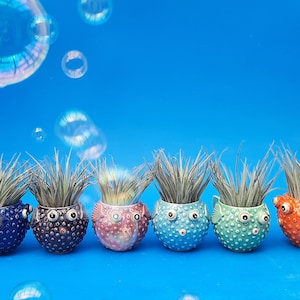 Puffer Fish, Table Top Planters, Air Plants, Joyful Gift, Tropical Fish ...