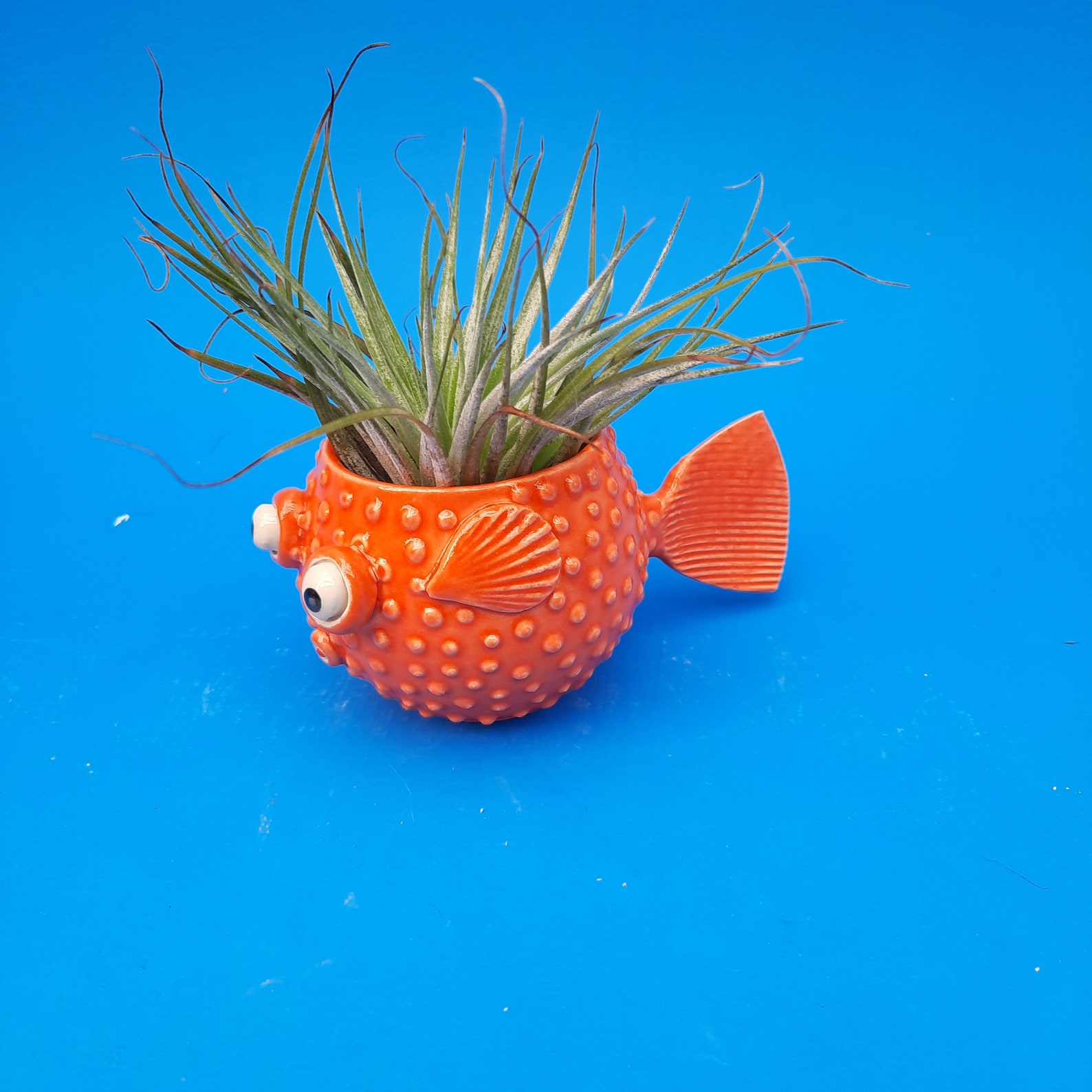 Puffer Fish, Table Top Planters, Air Plants, Joyful Gift, Tropical Fish ...