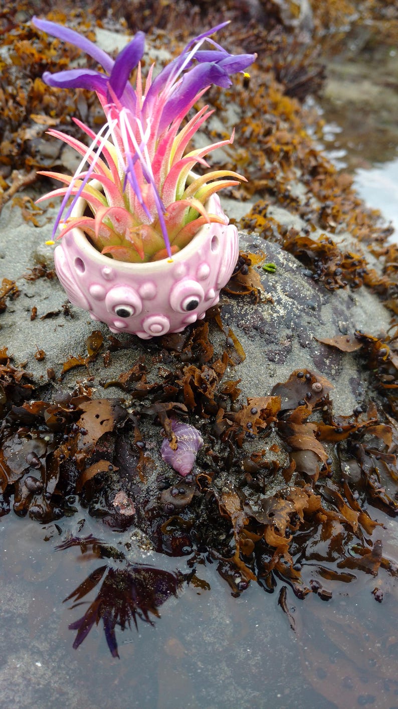 Mini Hanging Puffer Fish Planters Air Plants Succulents | Etsy